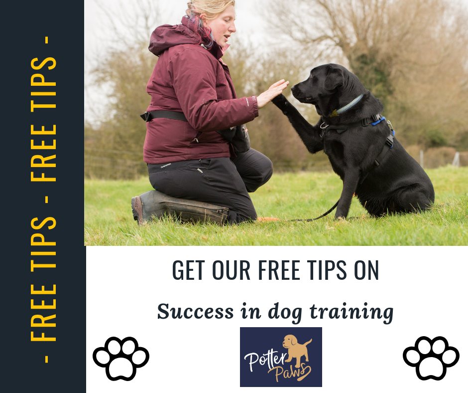 Dog & Puppy Training Classes | Potter Paws | Aylesbury